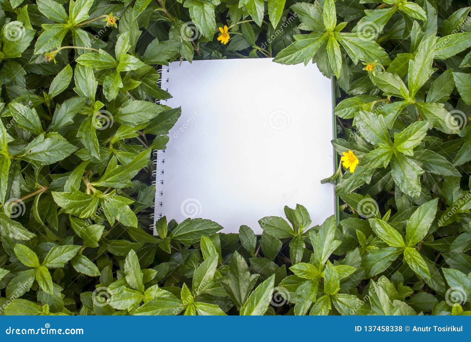 Layouts Created from White Paper and Natural Concepts Stock Photo ...