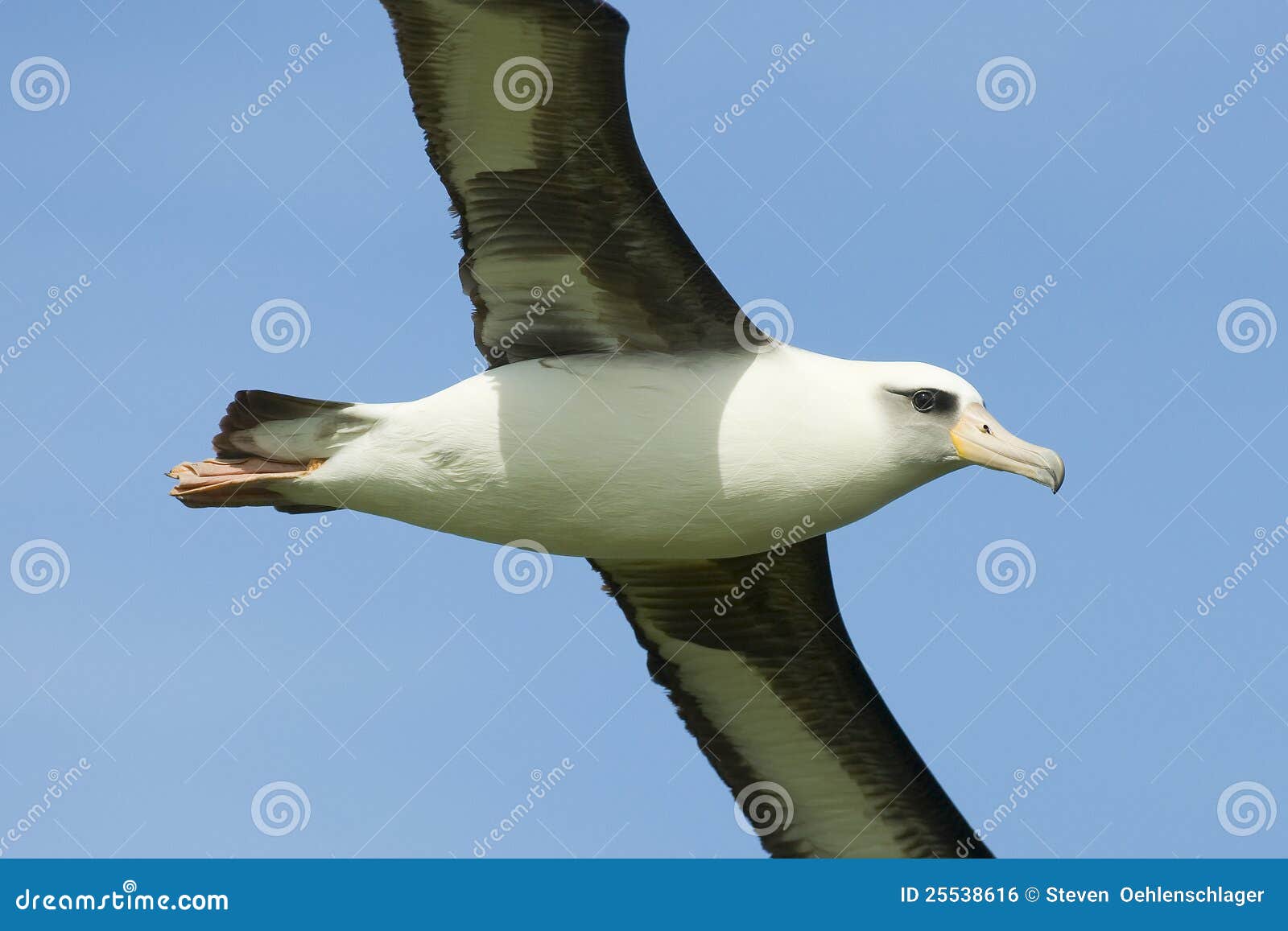 Laysan Albatross stock photo. Image of hawaiian, booby - 25538616