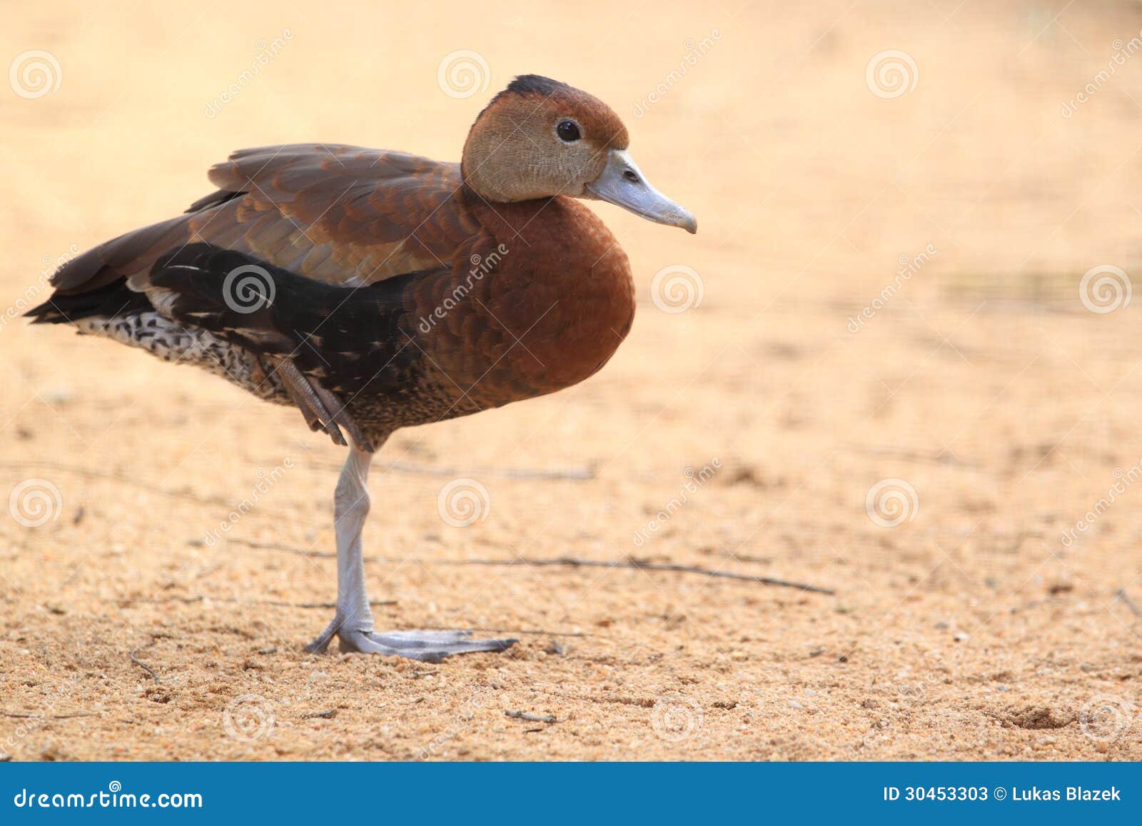 Laysan Duck Takes Flight: Dazzling Aerial Dance Against A Sunset ...