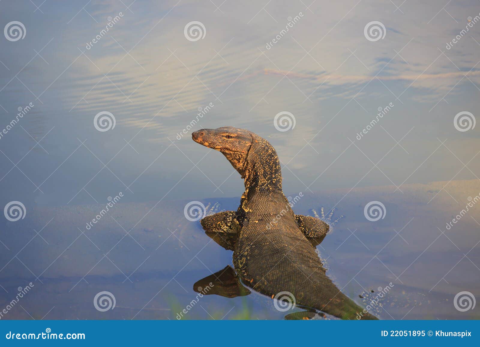 Lazard in the water stock image. Image of lizard, water - 22051895