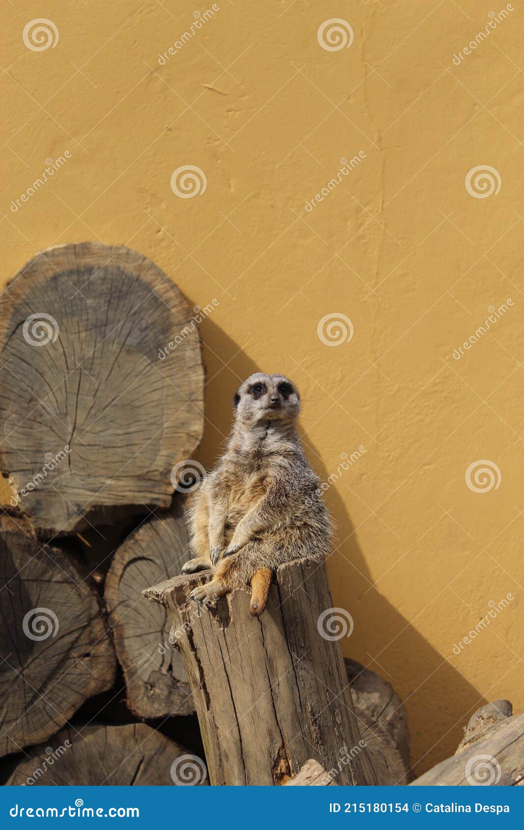 Laziest animal ever stock photo. Image of sculpture - 215180154