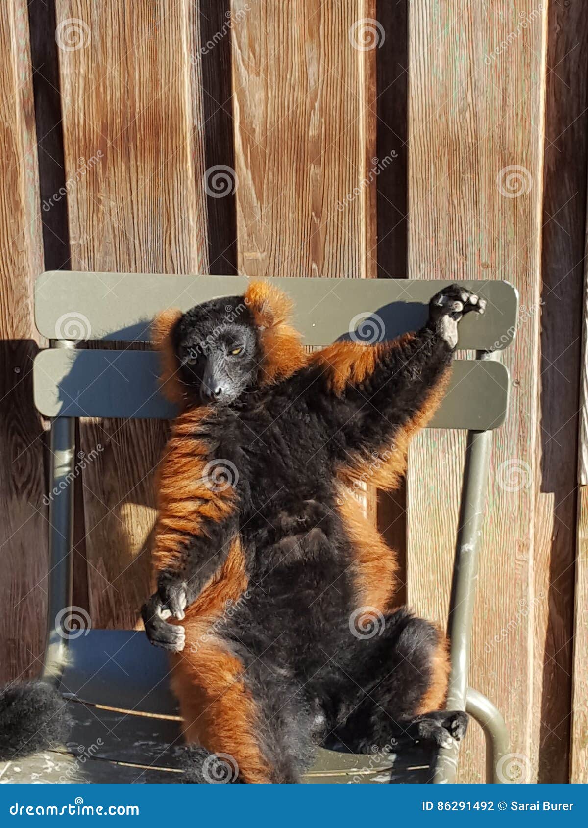 Lazy animal stock photo. Image of relaxing, enjoying - 86291492