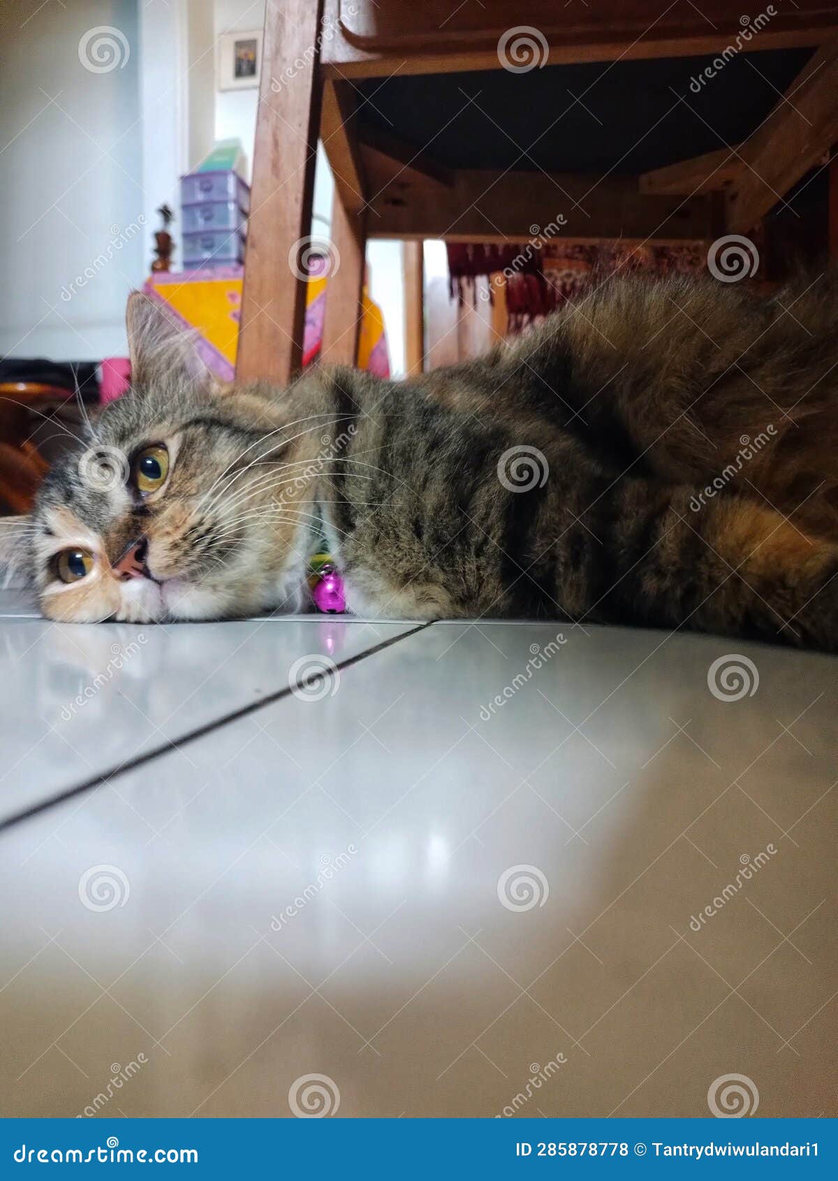 Lazy Ashy Cute Cat on the Floor Stock Photo - Image of cute, floor ...