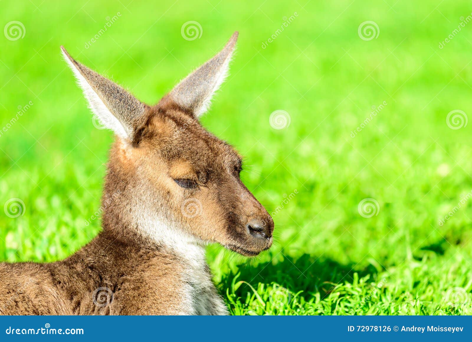 Lazy australian kangaroo stock photo. Image of dreaming - 72978126