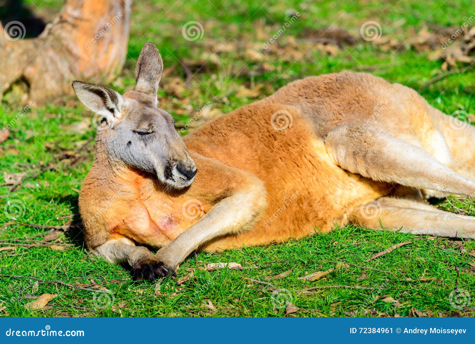 Lazy australian kangaroo stock image. Image of hairy - 72384961