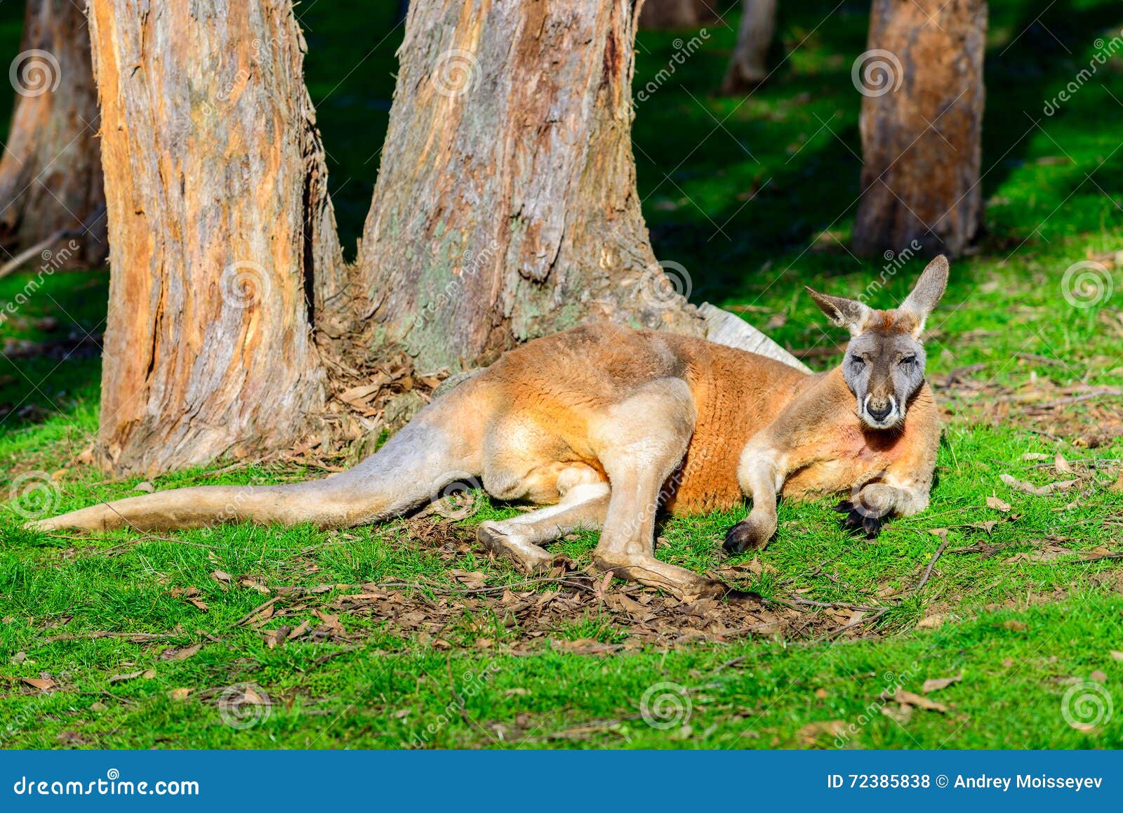 Lazy australian kangaroo stock photo. Image of adult - 72385838