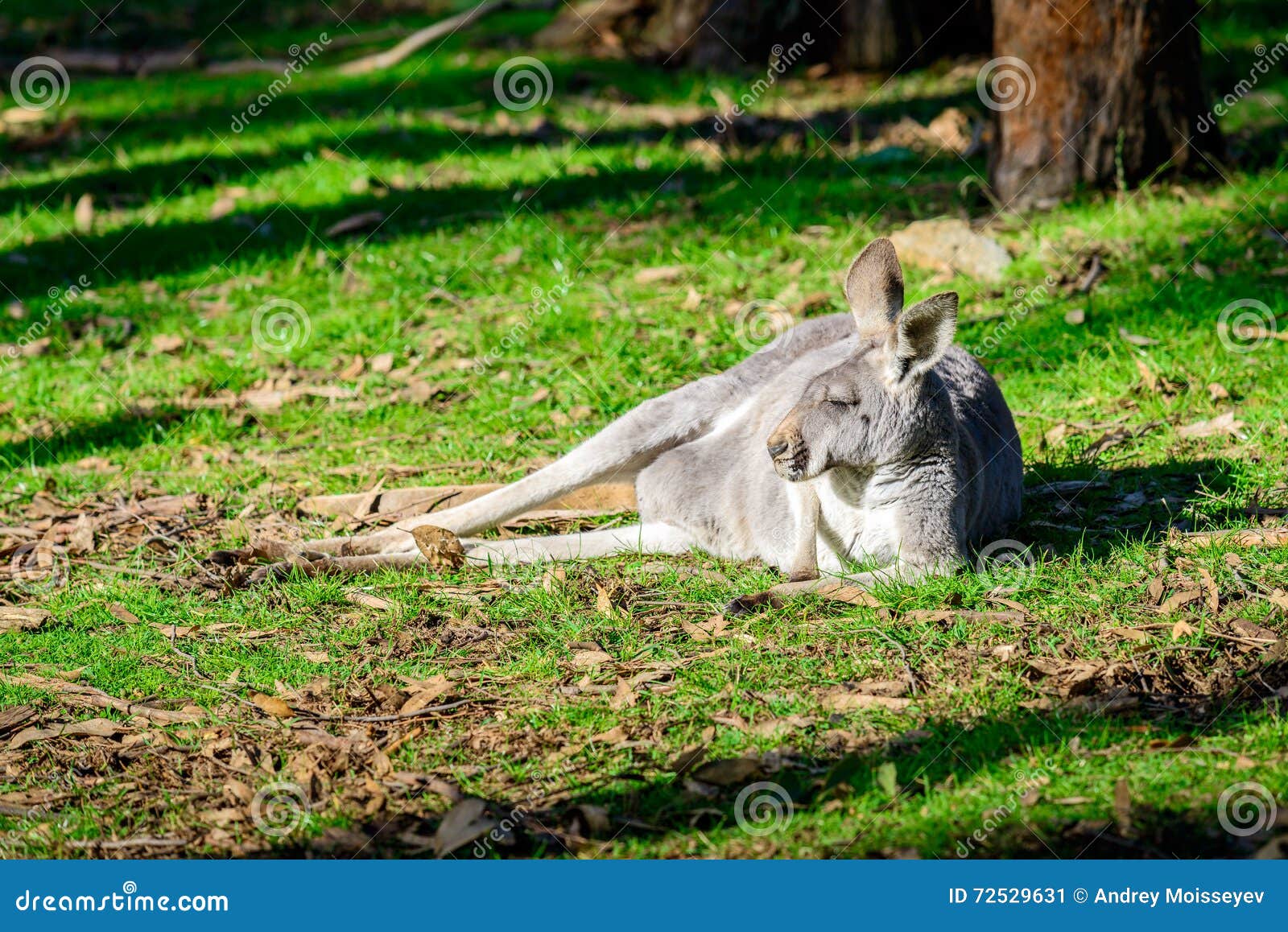 Lazy australian kangaroo stock image. Image of australian - 72529631