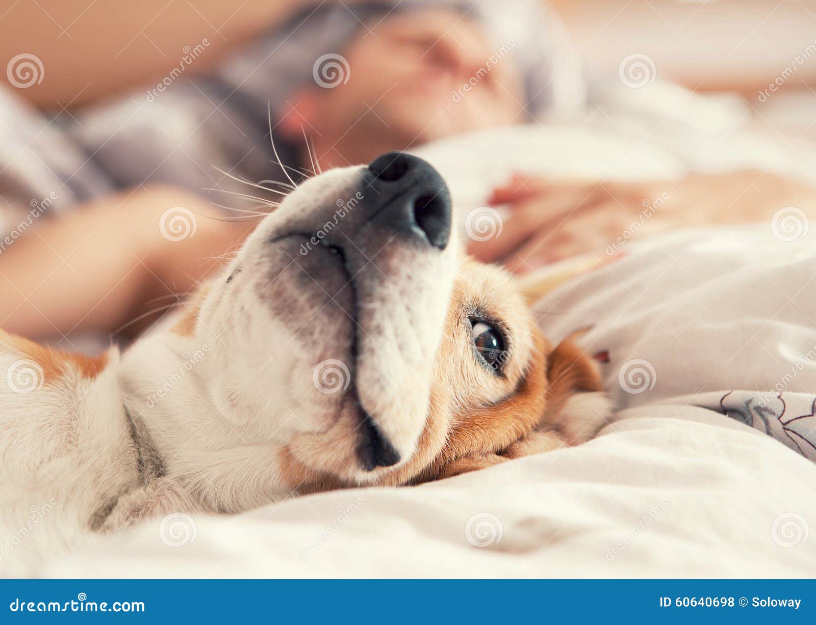 Lazy Beagle Lying in Bed with His Sleeping Owner Stock Photo - Image of ...