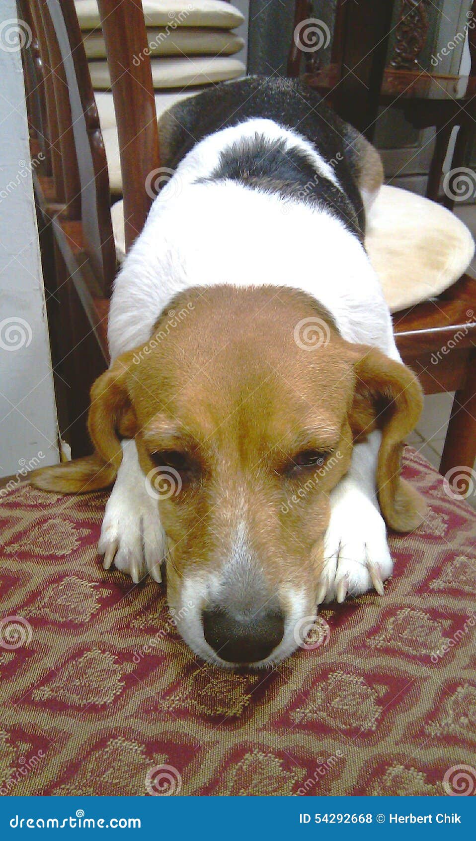 Lazy Beagle Waiting for Dinner Stock Photo - Image of lazy, consumed ...