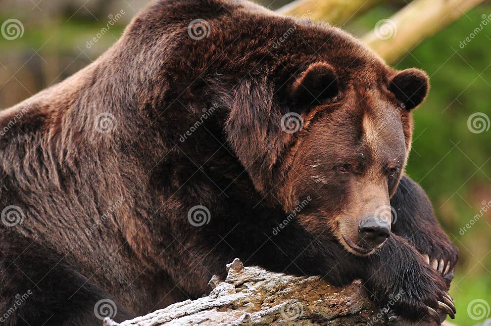 Lazy bear stock image. Image of park, looking, national - 12152271