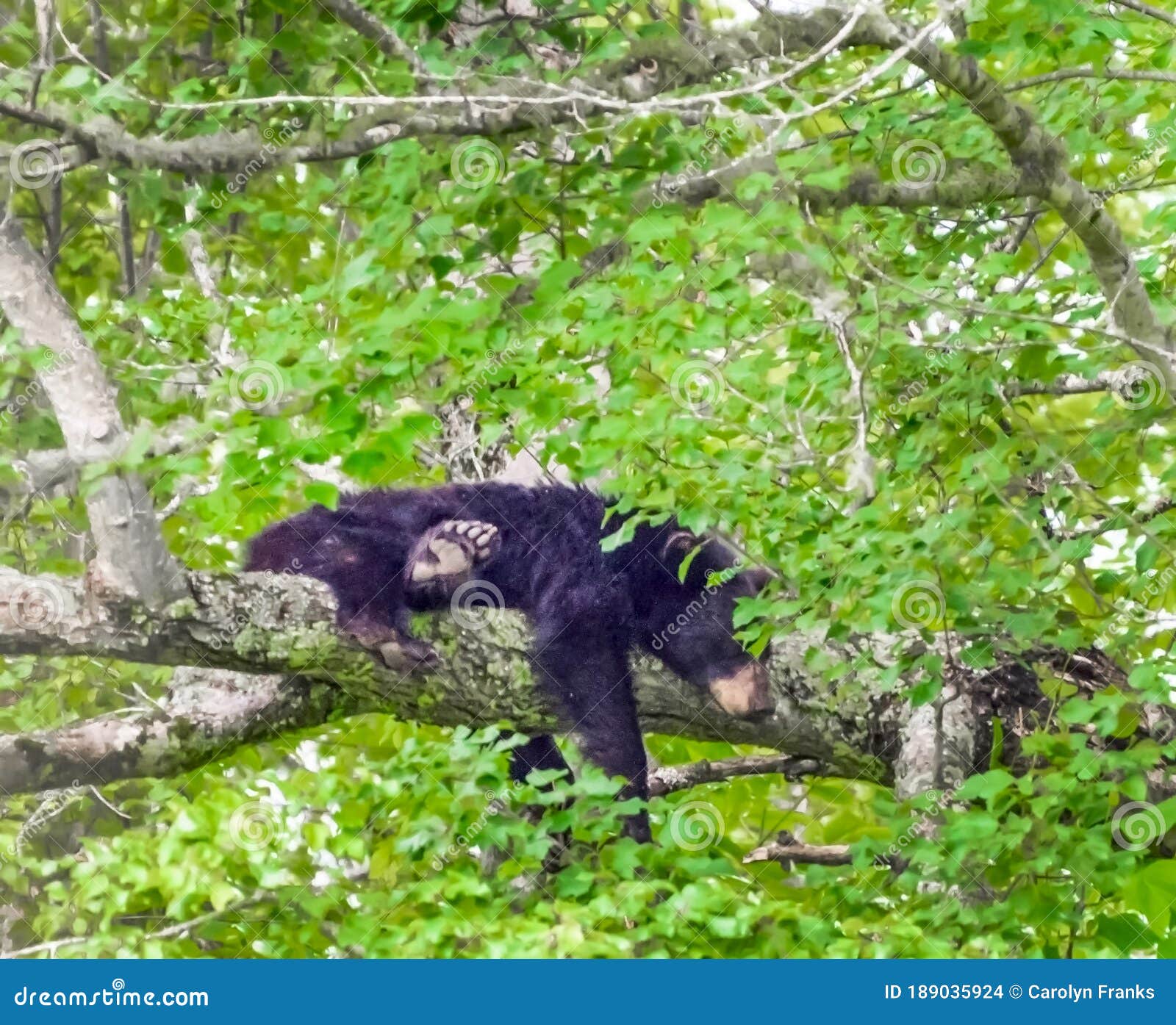 Lazy Bear Finished stock photo. Image of closeup, animal - 189035924