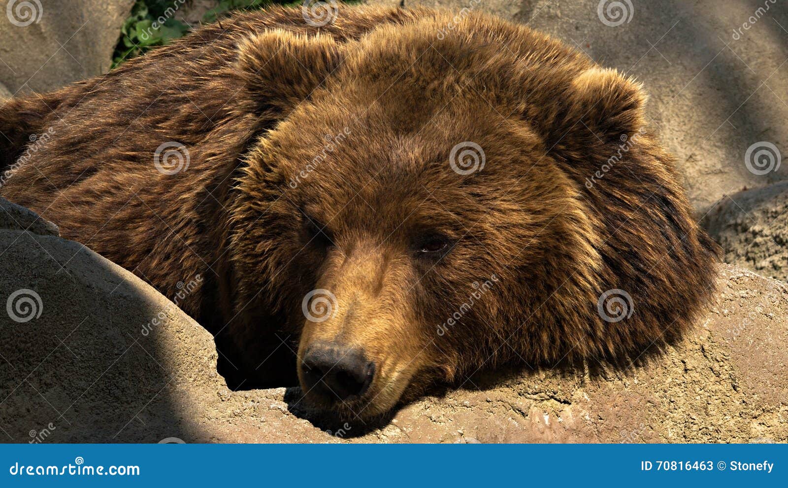 Lazy bear laying stock image. Image of laying, grizzly - 70816463