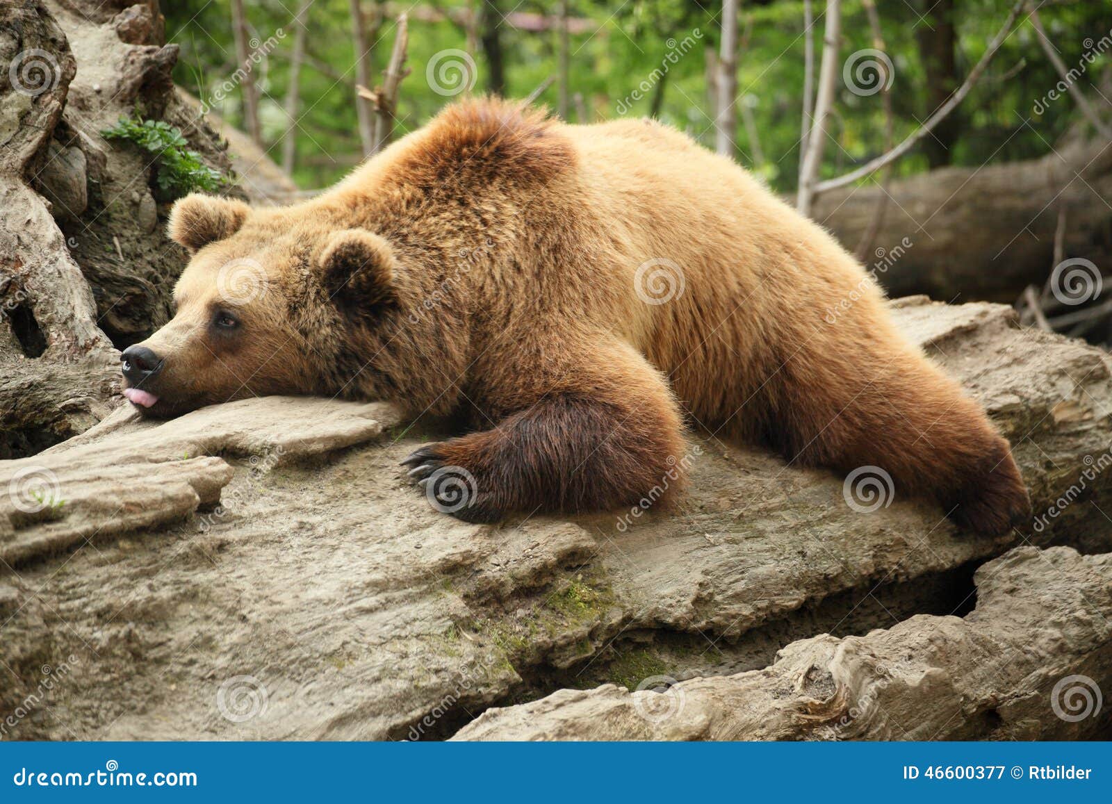 Lazy bear stock image. Image of animals, beast, face - 46600377
