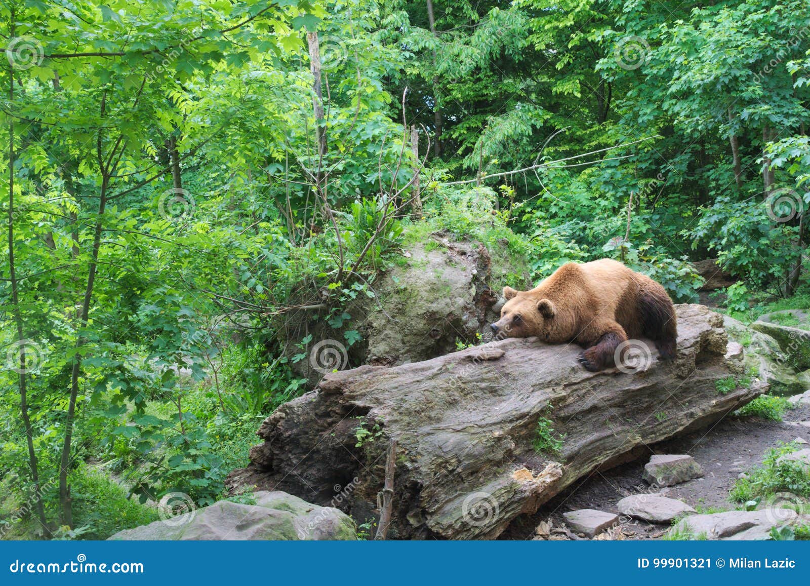 Lazy Bear stock image. Image of lies, wildlife, body - 99901321