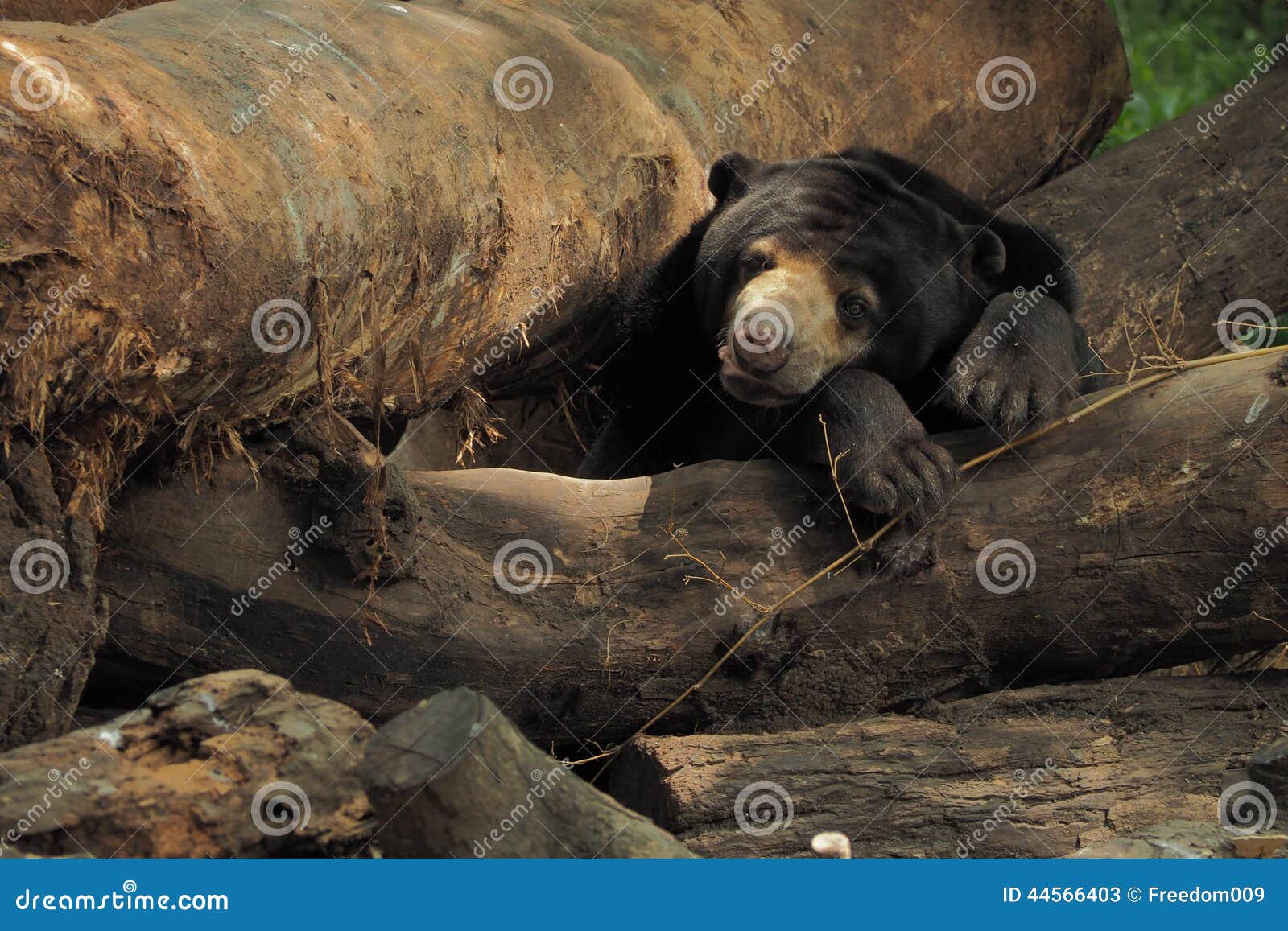 Lazy bear stock image. Image of malayan, relax, thailand - 44566403