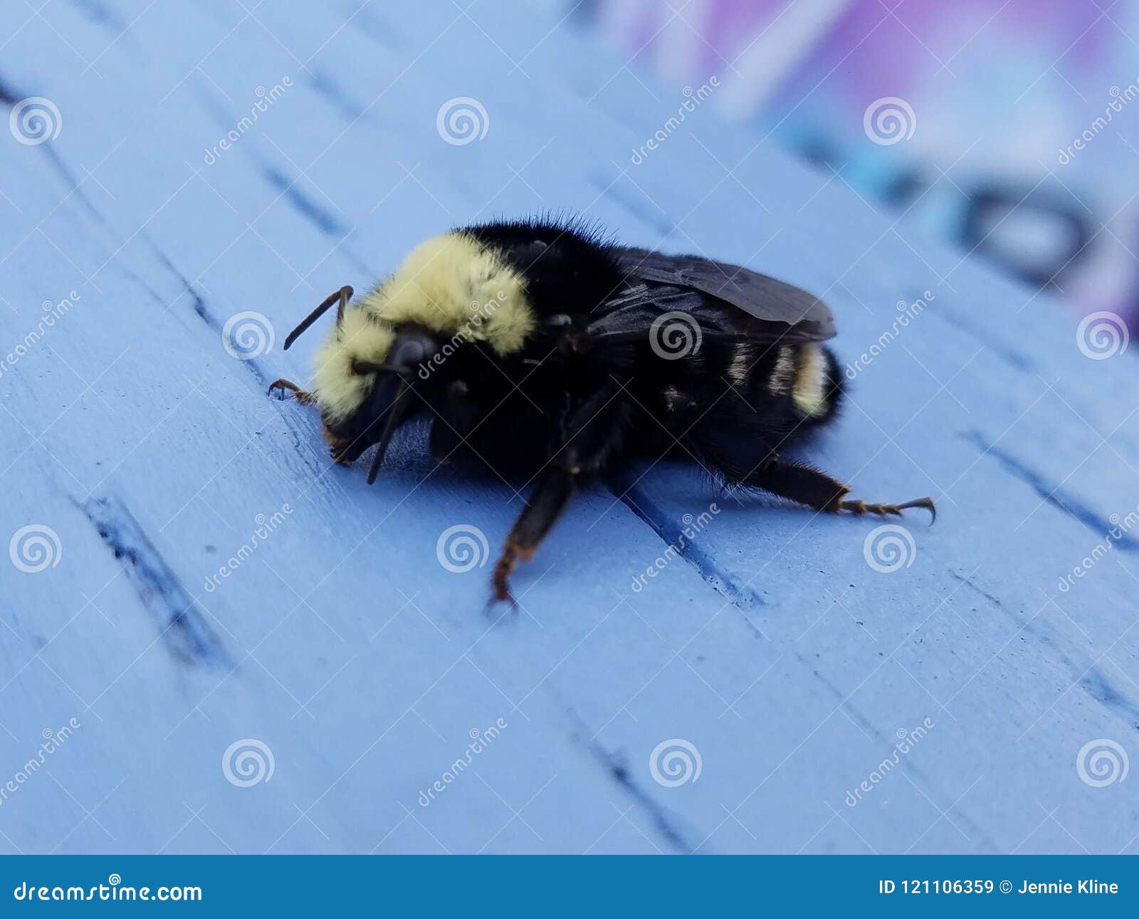Lazy Bee stock image. Image of blue, bumblebee, wood - 121106359