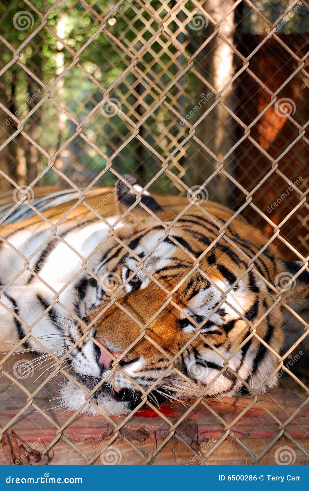 Lazy bengal tiger stock photo. Image of wildlife, tigris - 6500286