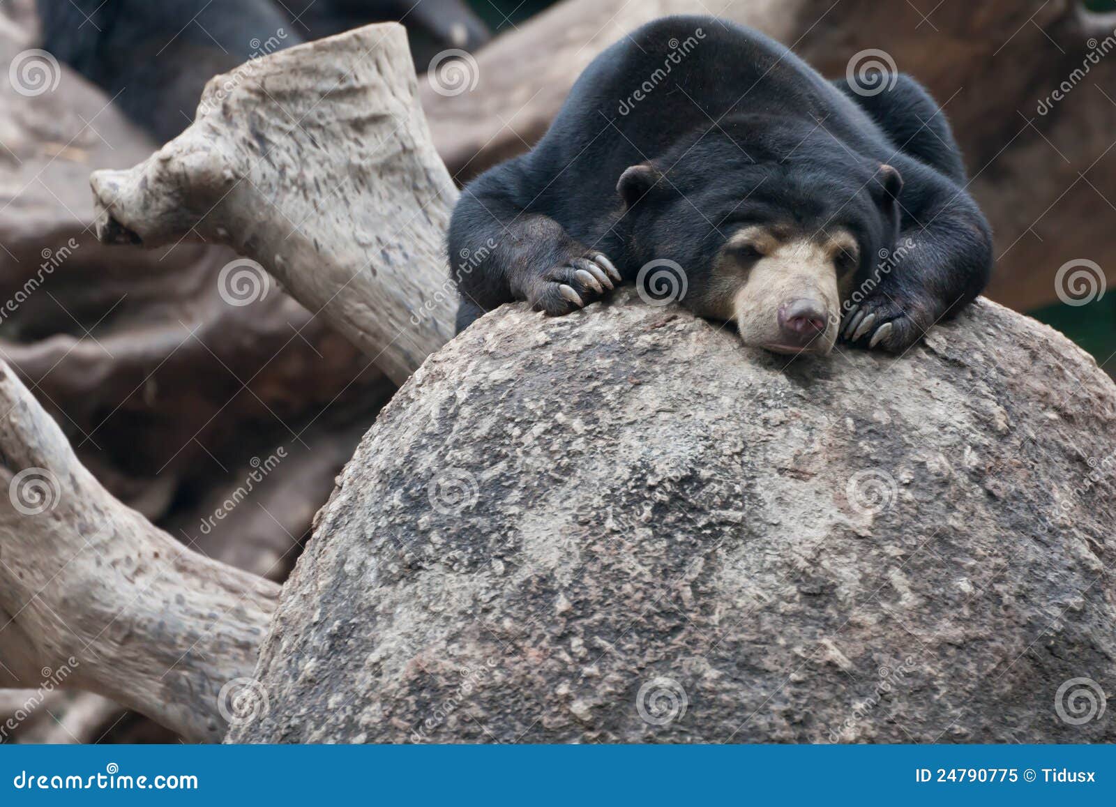 Lazy black bear stock image. Image of animal, tree, relax - 24790775