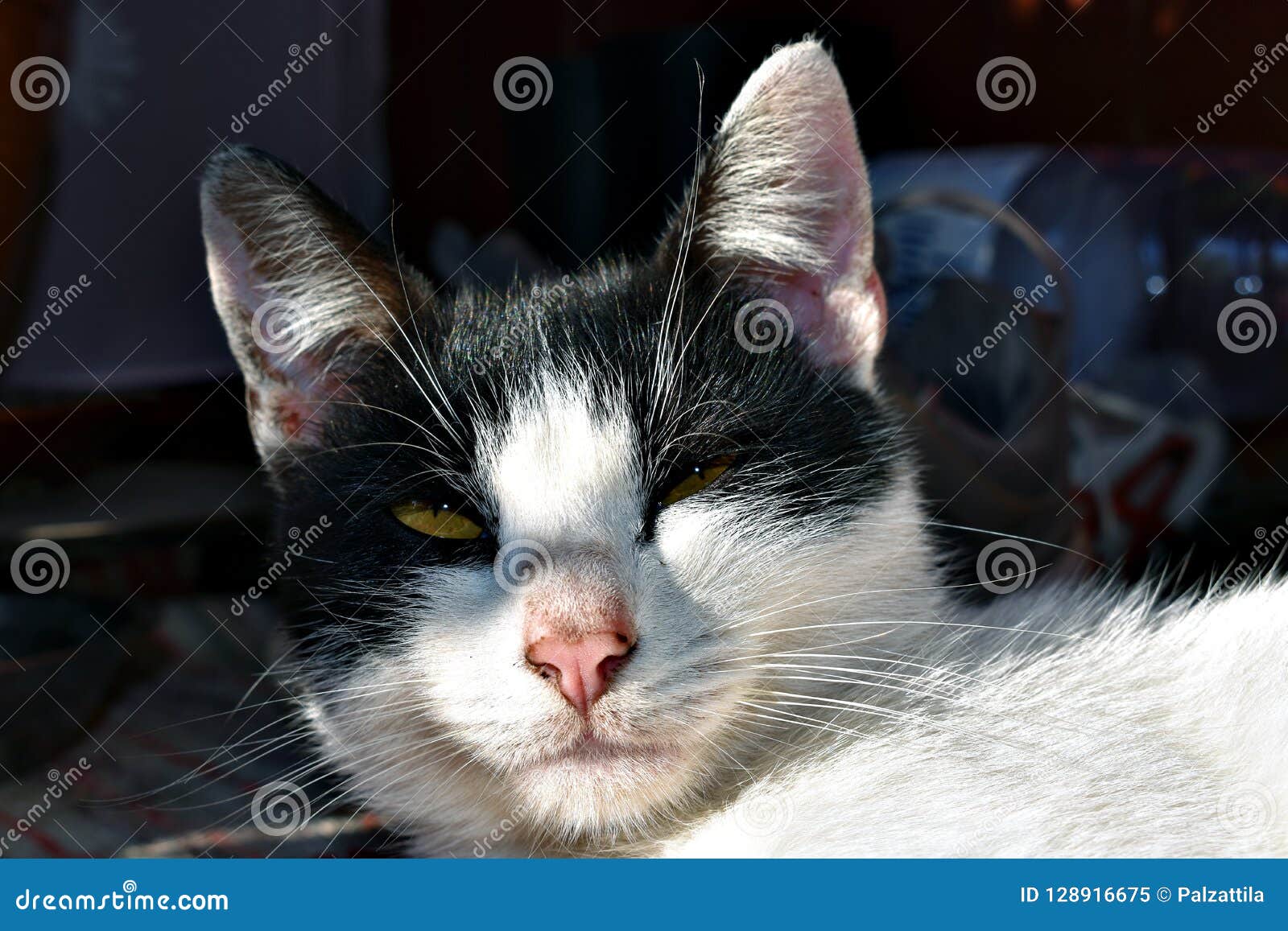 Lazy Cat stock image. Image of dozy, animal, blanket - 128916675