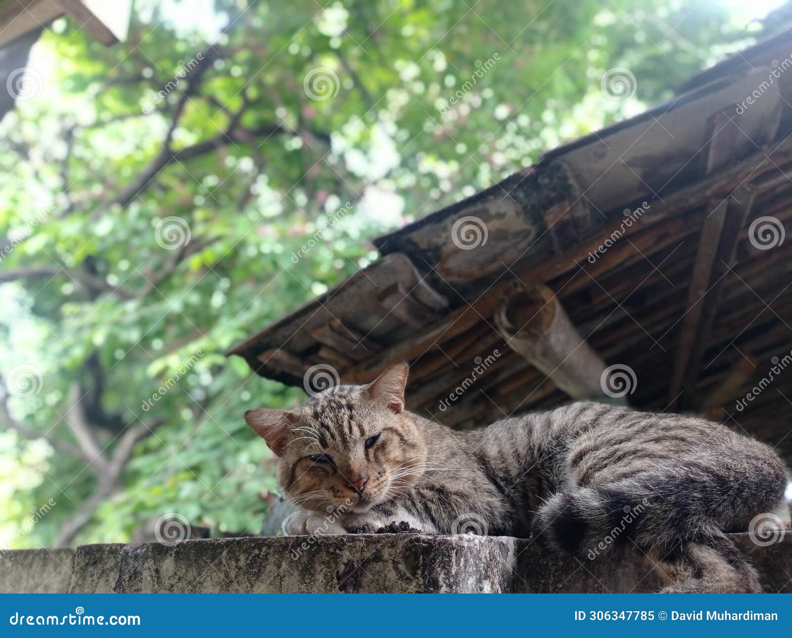 Lazy Cat during the Day Cute Pet Stock Image - Image of lazy, cute ...