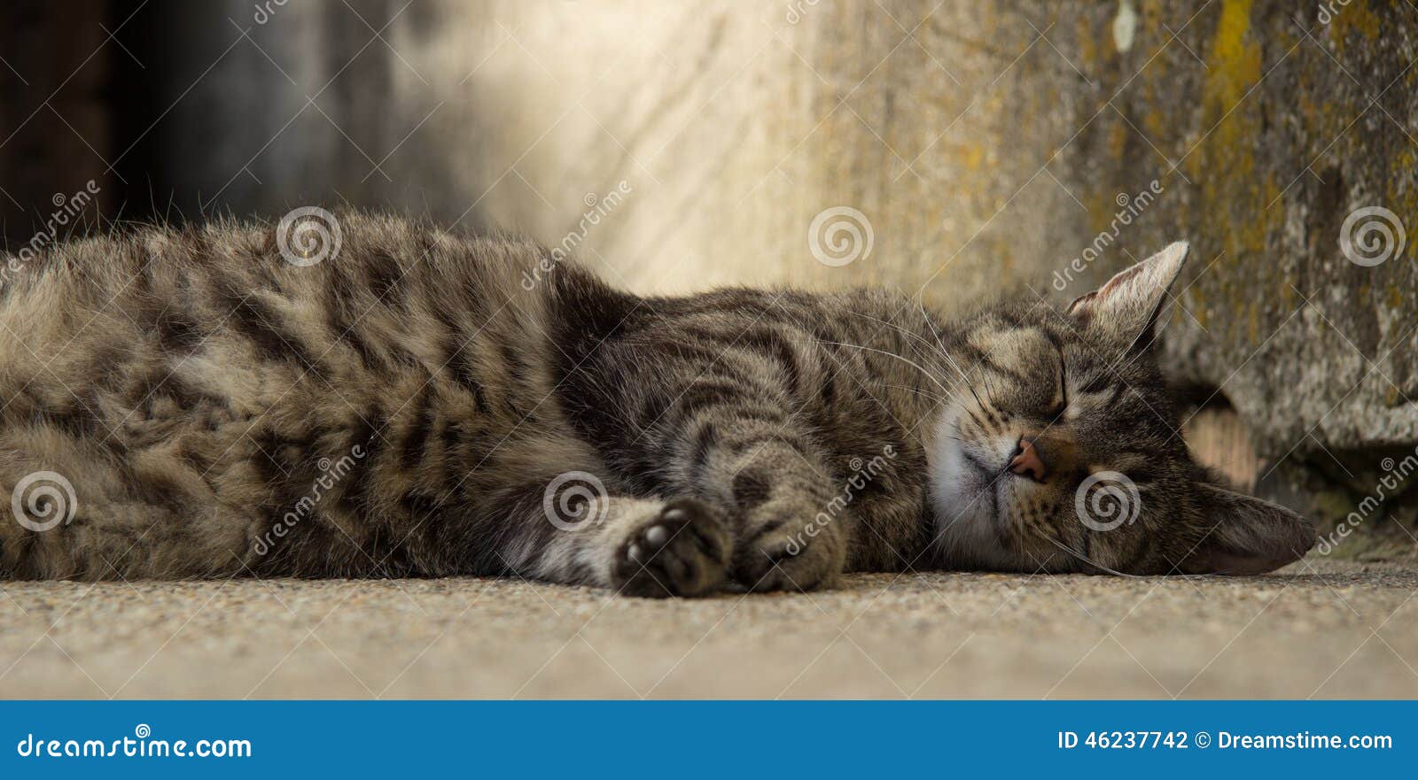 Lazy cat stock photo. Image of laziness, feline, outdoor - 46237742