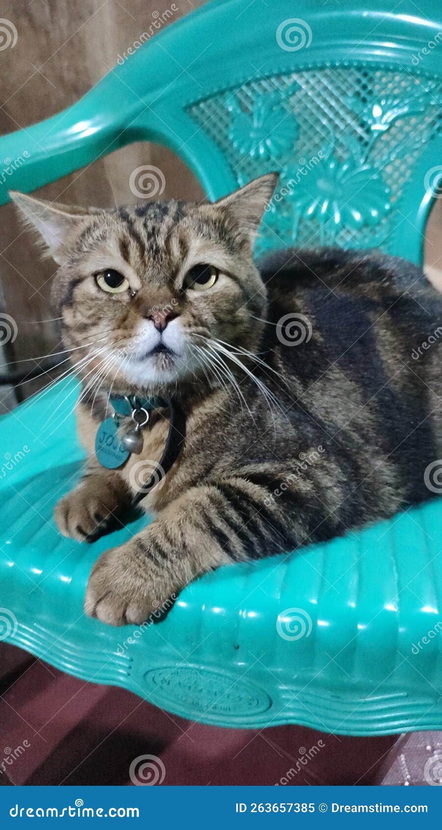 Lazy Cat with Flat Face Waiting for Dinner Time Stock Image - Image of ...