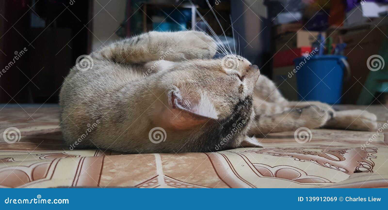 Lazy Cat, Cat, Home, Relax, Sleeping Stock Image - Image of lazy, relax ...