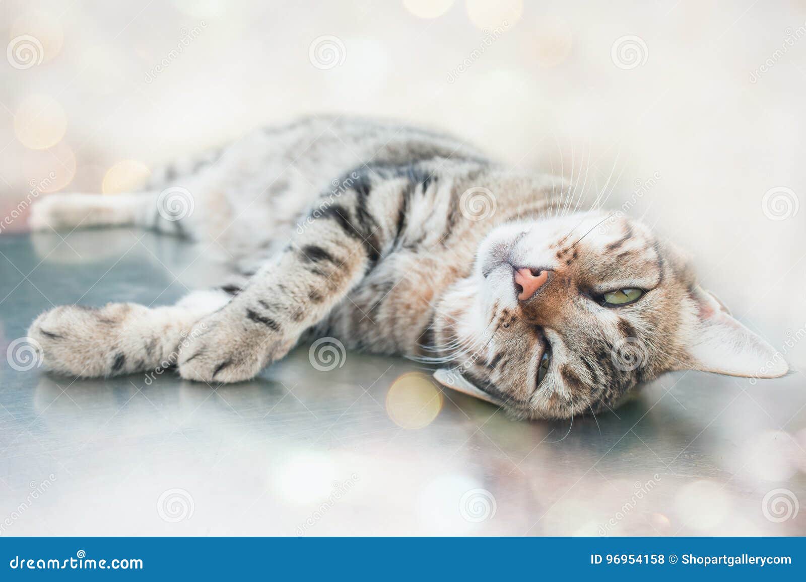 Lazy Cat stock photo. Image of kitty, lazy, feline, natural - 96954158