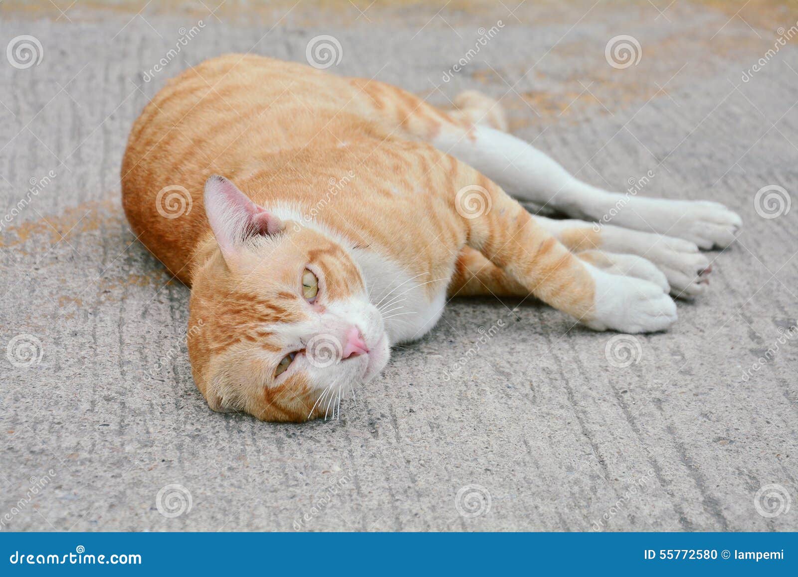 Lazy cat stock photo. Image of little, kitten, sleep - 55772580