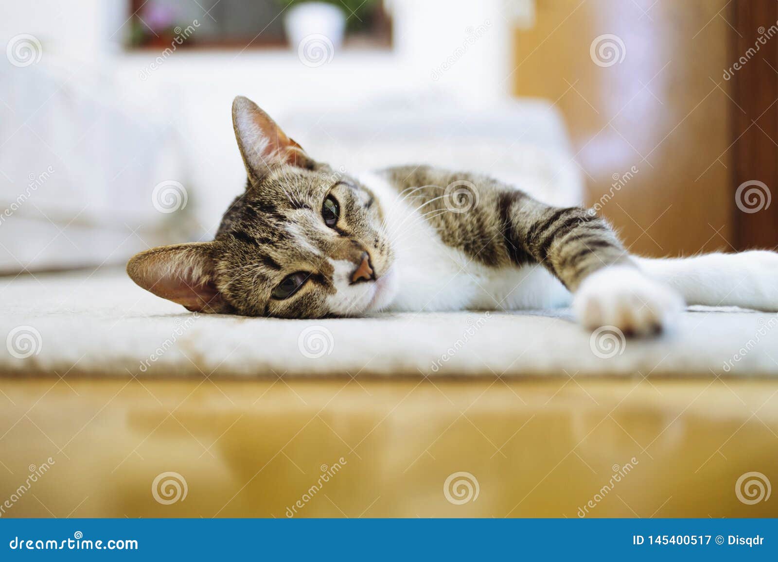 Lazy Cat Lying on House Floor Stock Image - Image of felino, tabby ...