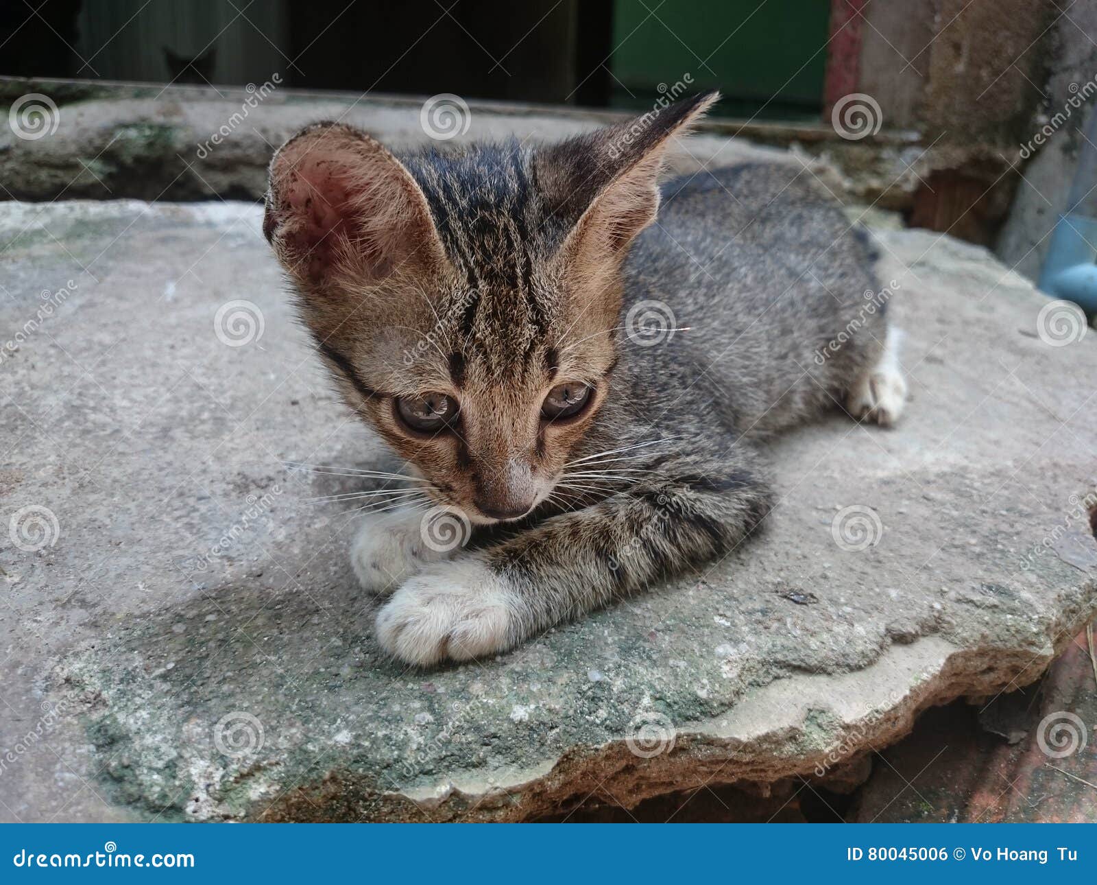 Lazy cat stock photo. Image of lazy, kitten, kitty - 80045006