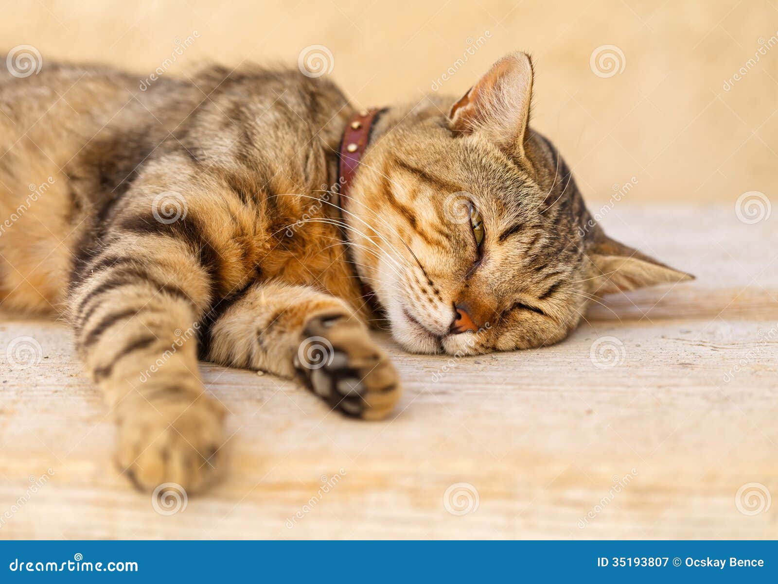 Lazy cat stock image. Image of animal, adorable, close - 35193807