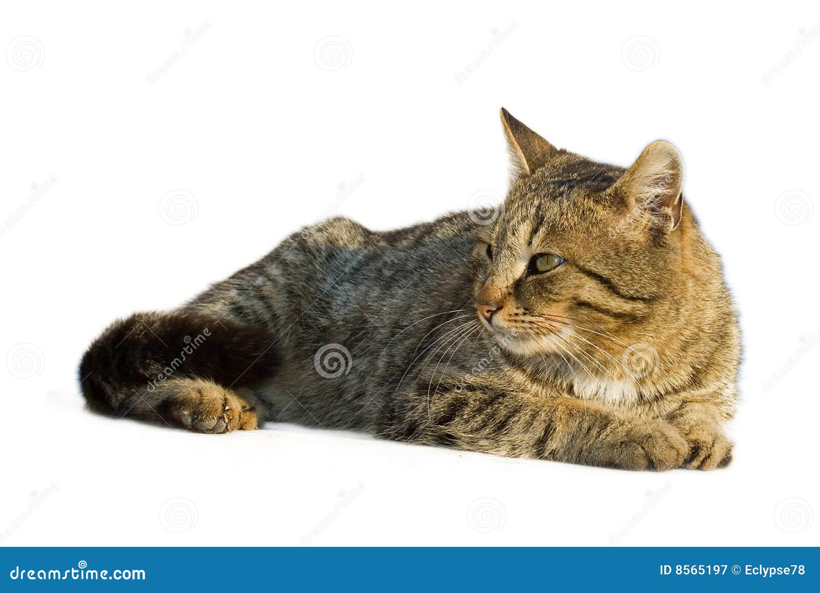 Lazy cat resting stock image. Image of resting, eyes, animal - 8565197