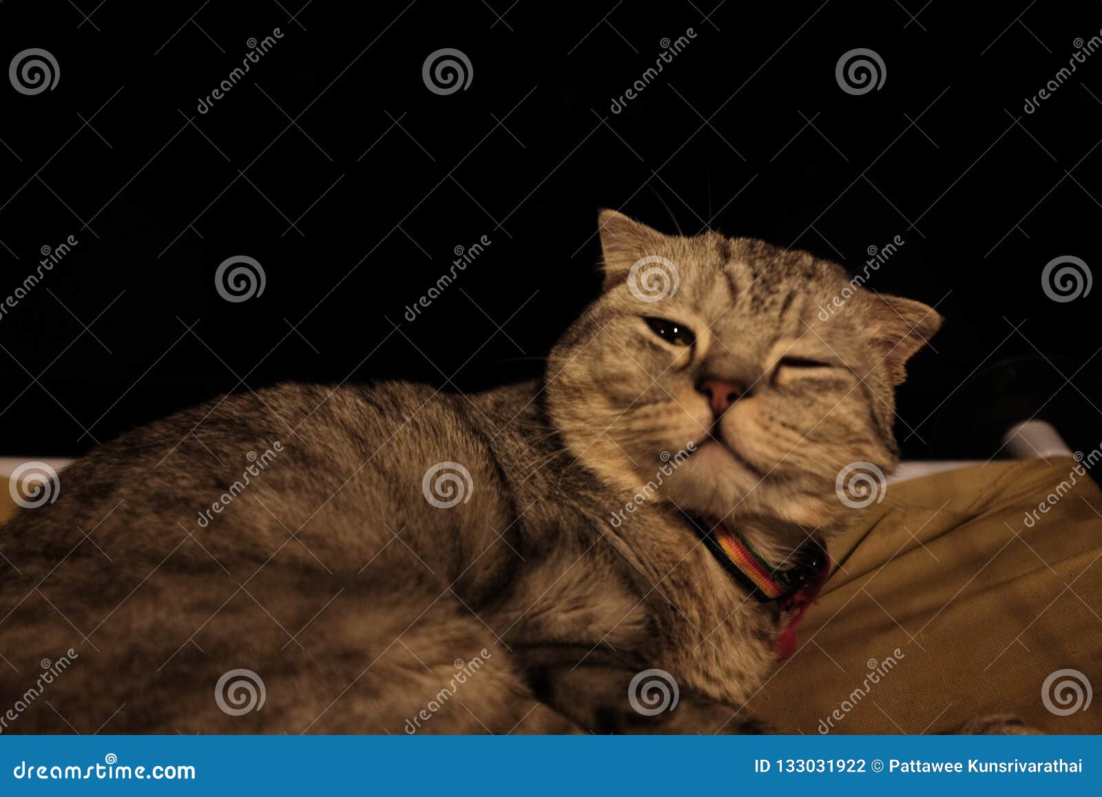 Lazy cat sitting stock photo. Image of funny, ginger - 133031922
