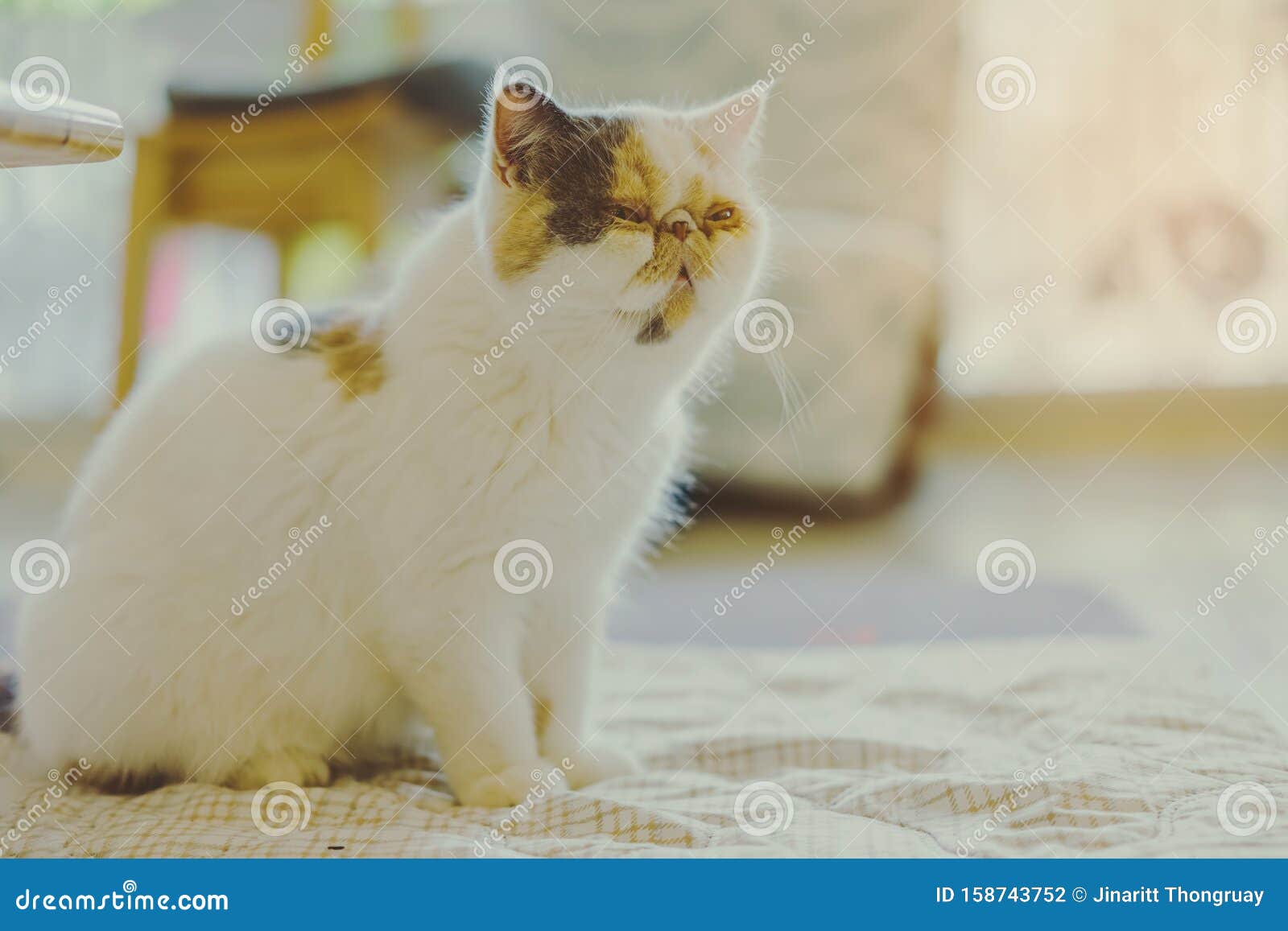 The Lazy Cat is Sitting Lazily Stock Photo - Image of mammal, floor ...