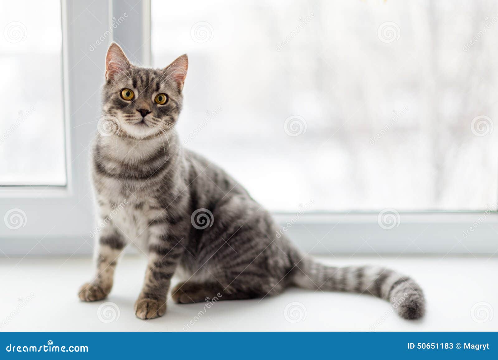 Lazy Cat Sitting on Windowsill. Selective Focus. Stock Image - Image of ...