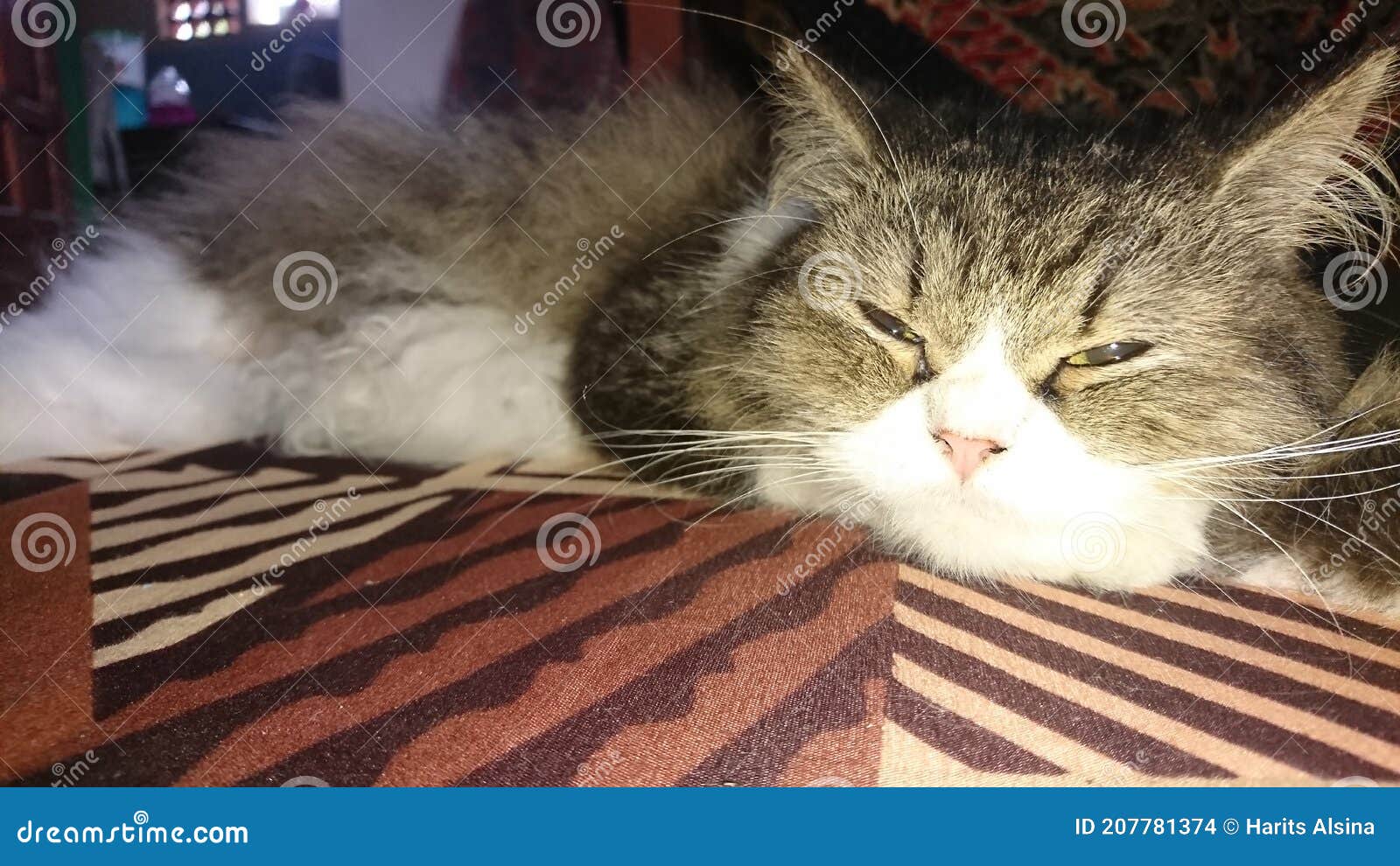 Lazy Cat sleep stock photo. Image of lazy, sleep, animal - 207781374