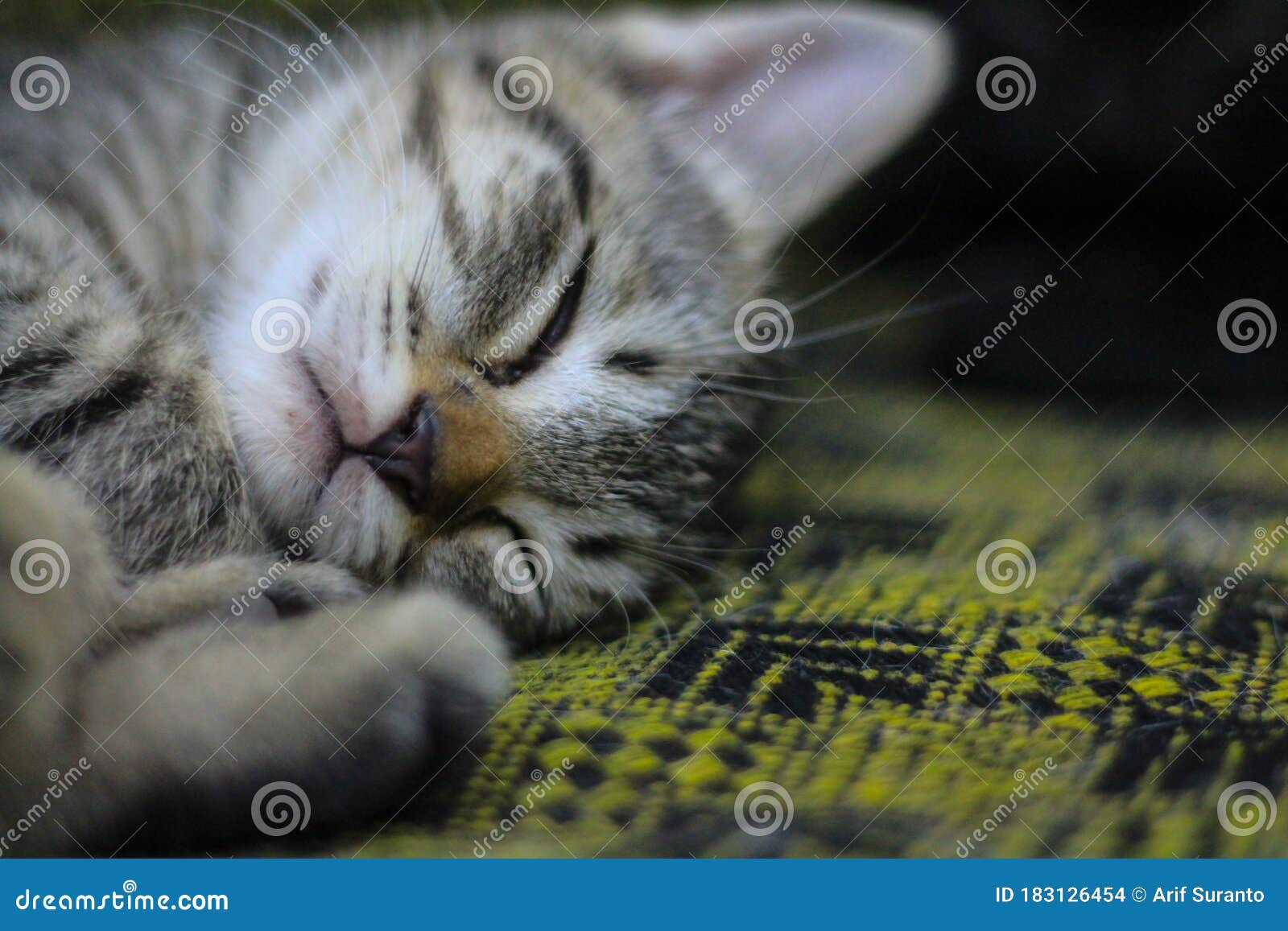Lazy cat sleep stock photo. Image of domesticated, frisky - 183126454