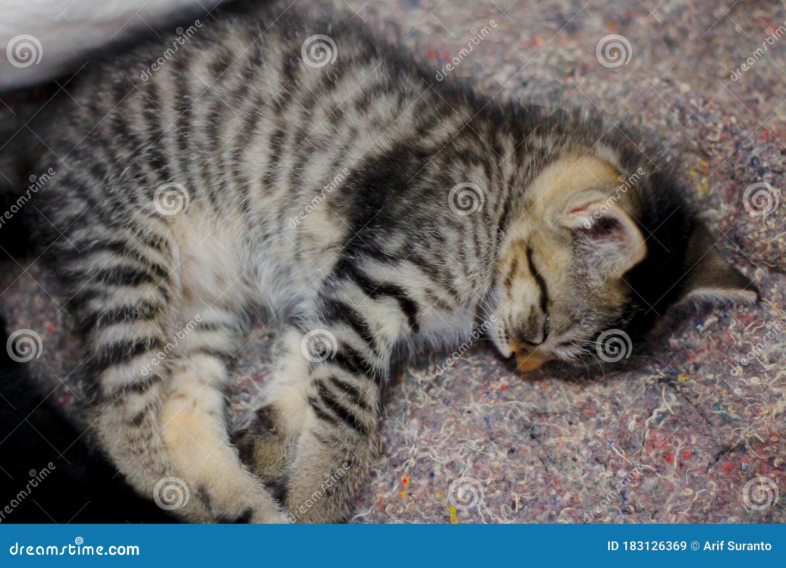 Lazy cat sleep stock image. Image of active, floor, cute - 183126369