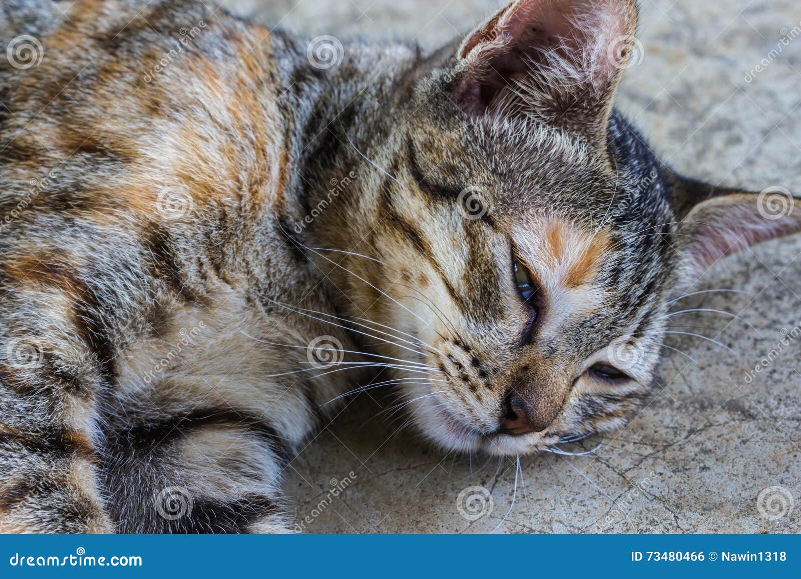 Lazy Cat Sleep on the Floor Stock Photo - Image of healthy, friend ...