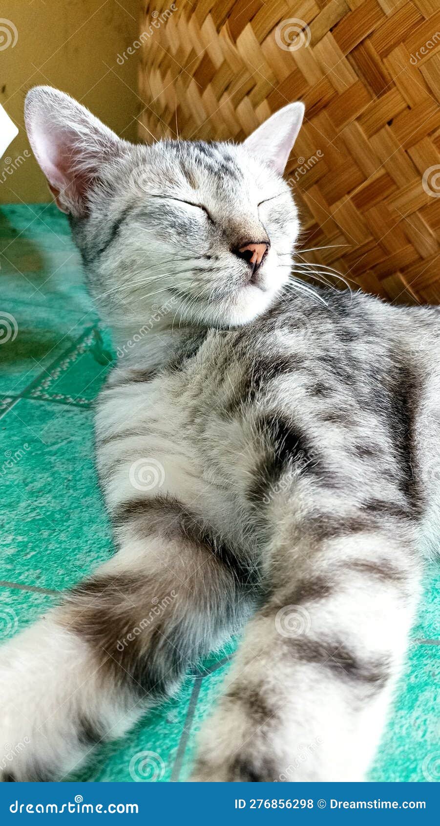 Lazy Cat Sleep on Green Table Napping Time Sleeping Stock Photo - Image ...