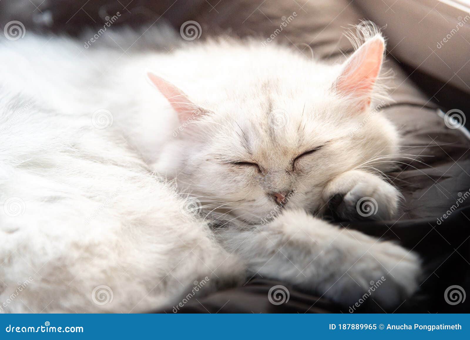 Lazy cat sleeping stock image. Image of adorable, laze - 187889965