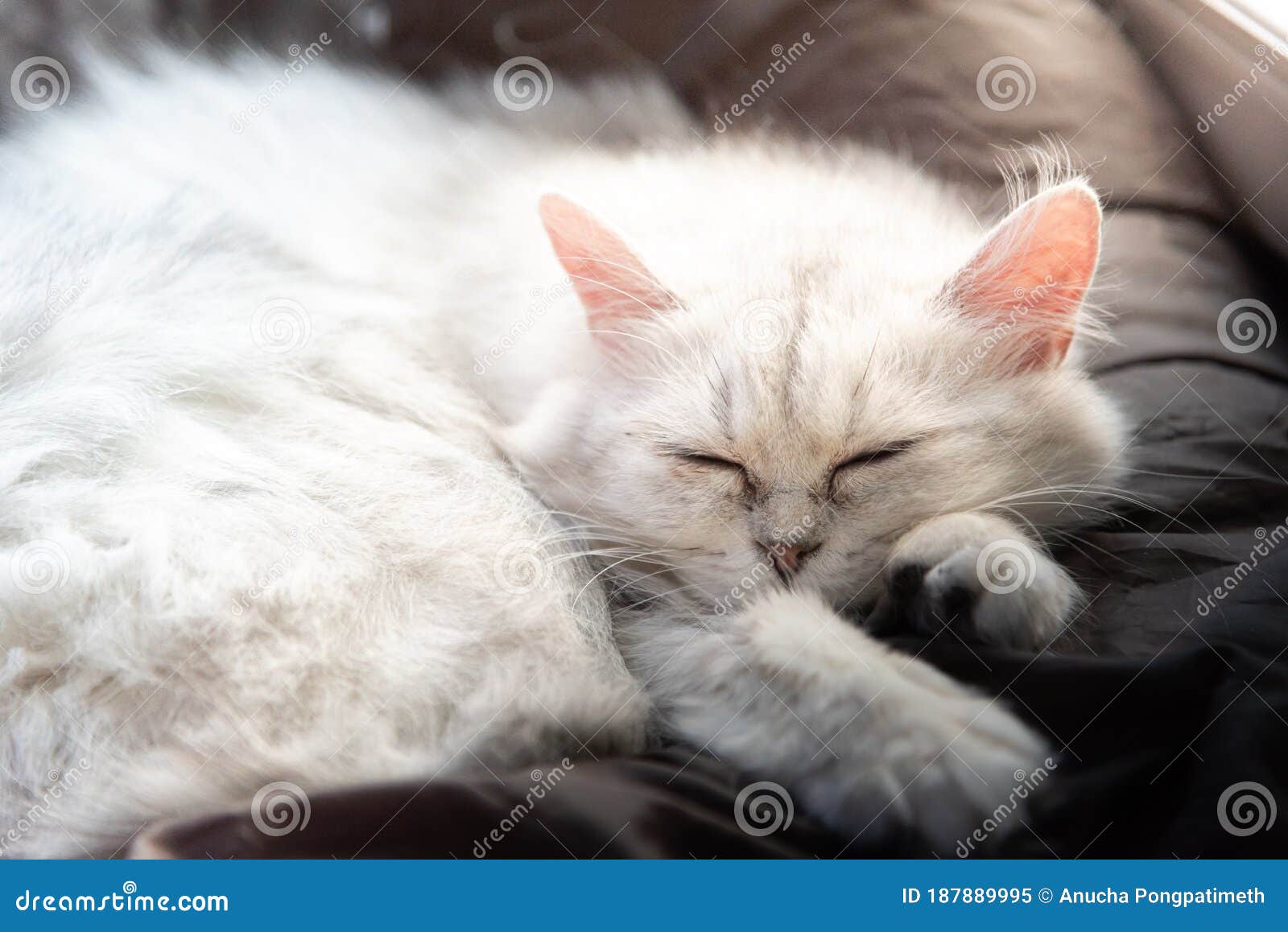 Lazy cat sleeping stock image. Image of relax, dream - 187889995