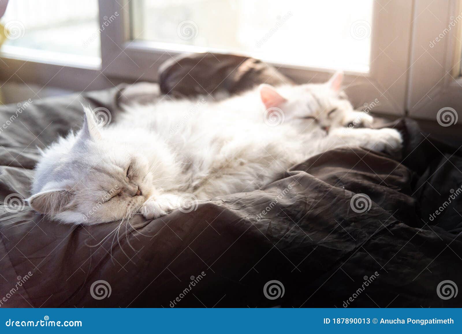 Lazy cat sleeping stock image. Image of fluffy, floor - 187890013