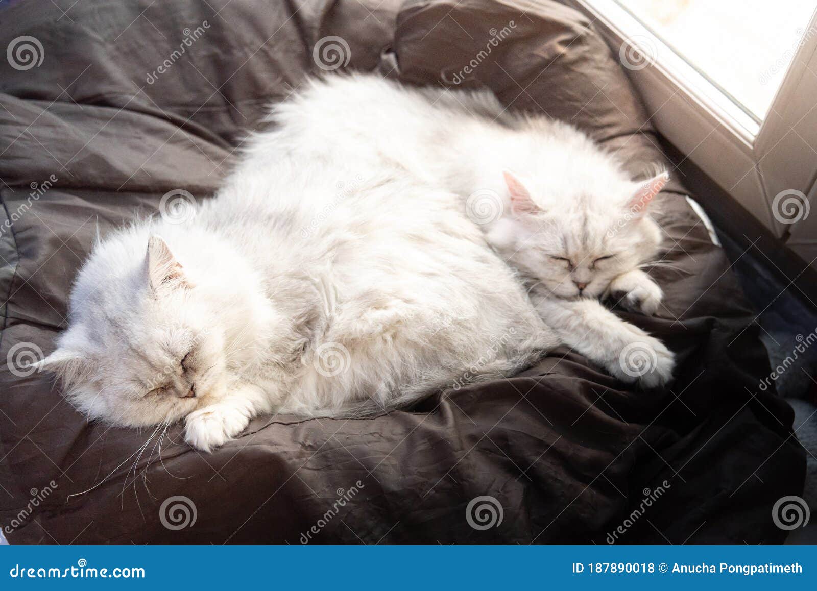 Lazy cat sleeping stock photo. Image of kitten, kitty - 187890018