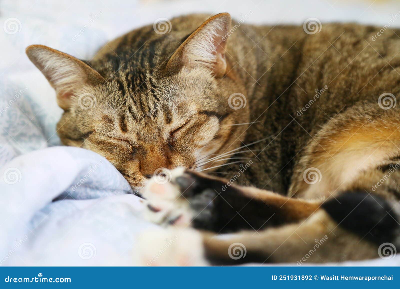 Lazy cat sleeping on bed stock photo. Image of lying - 251931892