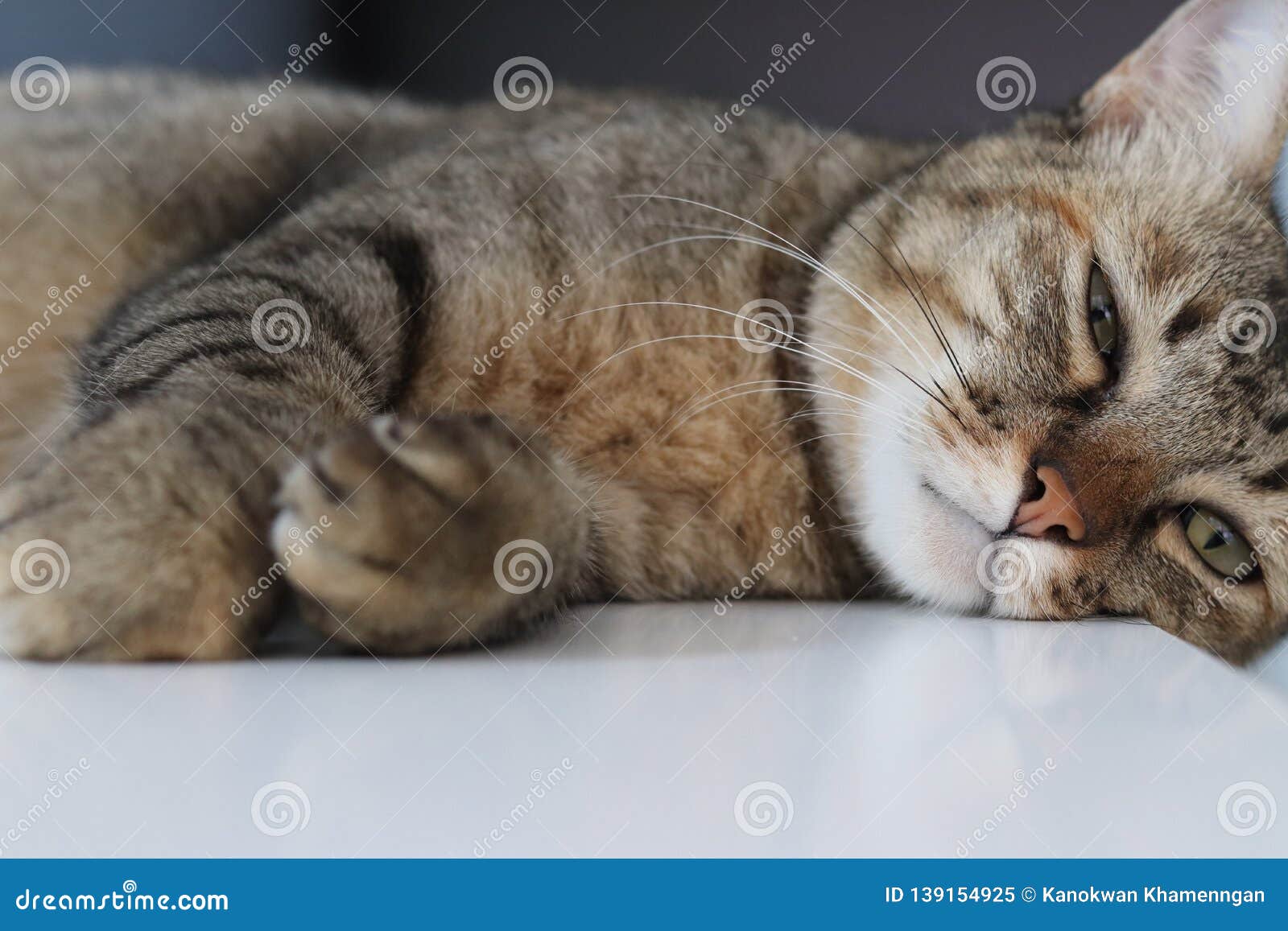 The Lazy Cat is Sleeping on the Bed Stock Image - Image of eyes ...