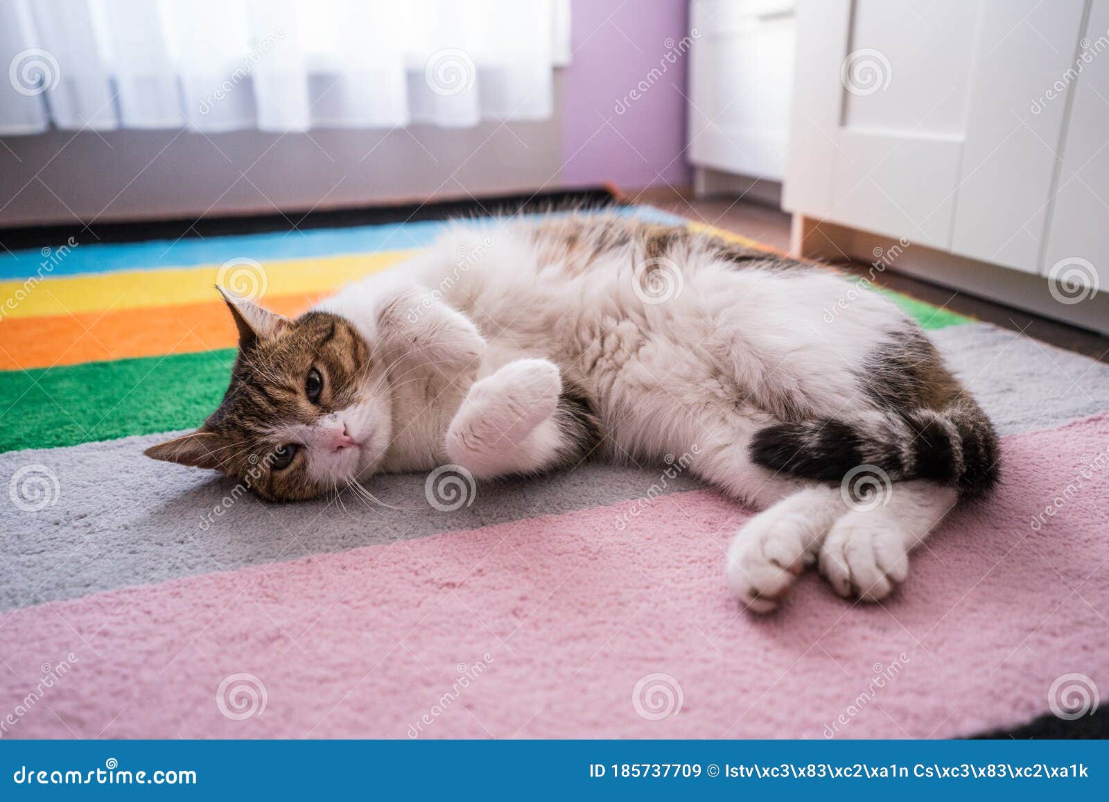 Lazy Cat Sleeping on Colorful Carpet Stock Image - Image of color ...