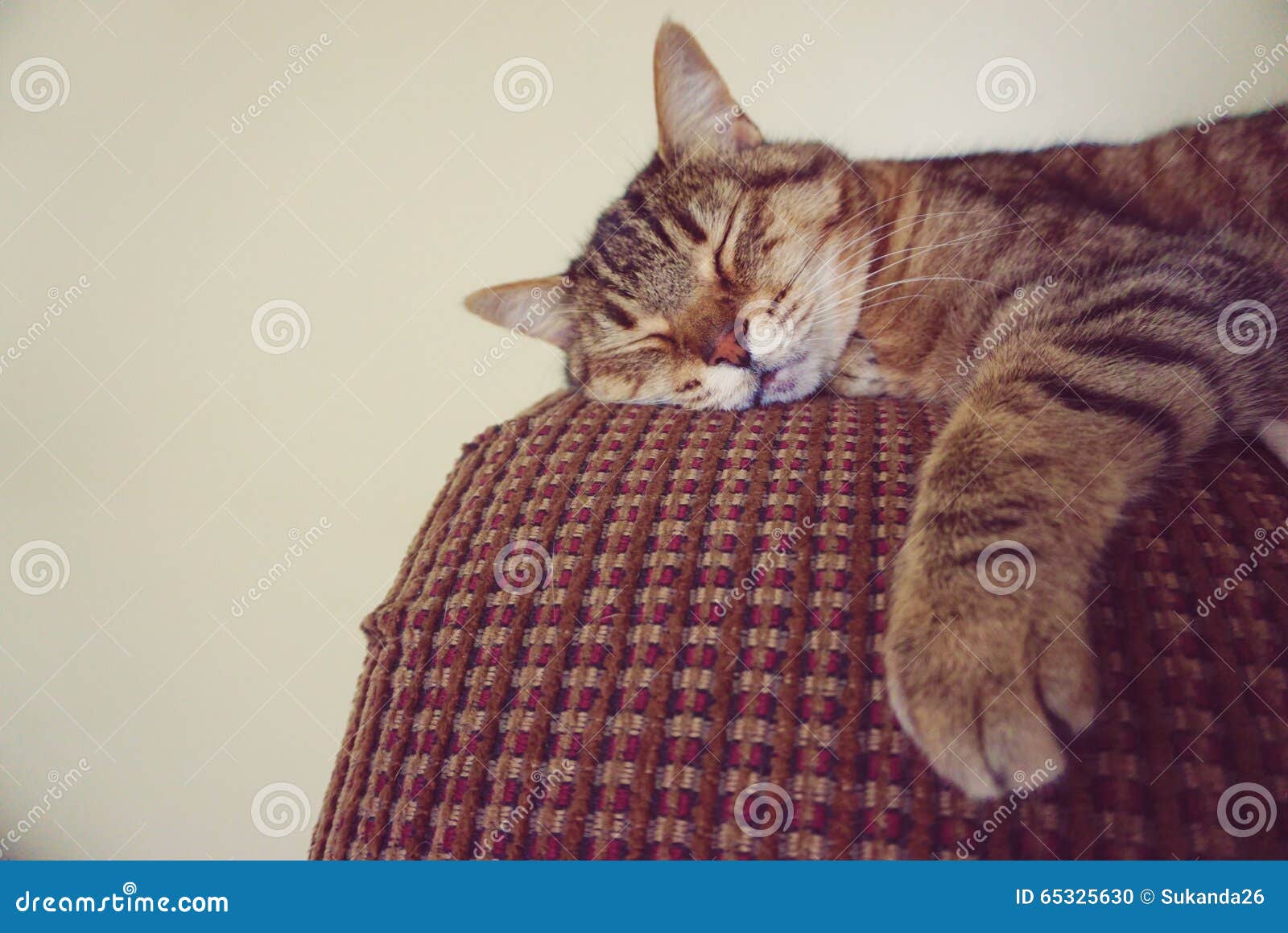 Lazy cat sleeping stock photo. Image of kitty, grey, furry - 65325630