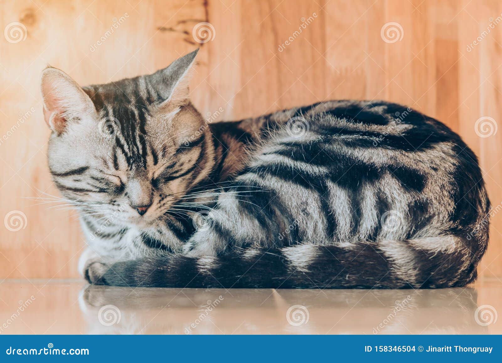 The Lazy Cat is Sleeping Lazily Stock Photo - Image of pets, looking ...